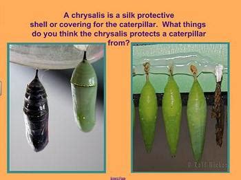 Chrysalis Stage Smartboard Lesson {life Cycle Of A Butterfly} By A Burgess