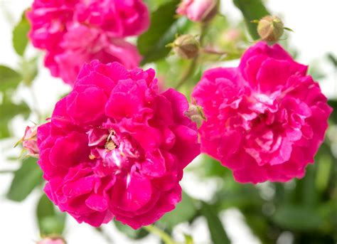 Kletterrose Excelsa Rosa Excelsa Günstig Kaufen