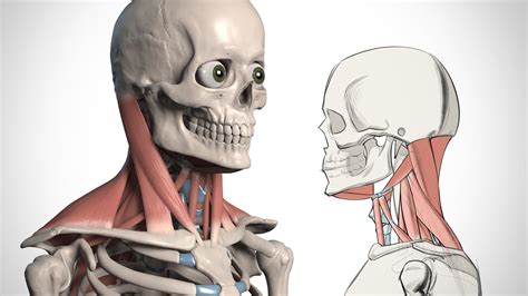 Neck Anatomy Sketch