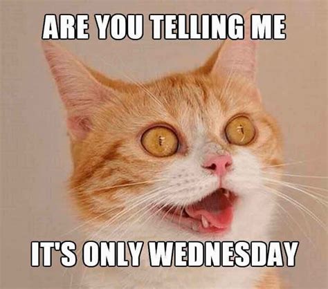 Wednesday Cat Meme Captions Profile