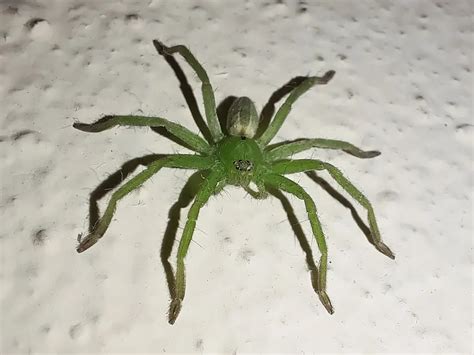 Green Huntsman Spider Spider Identifier
