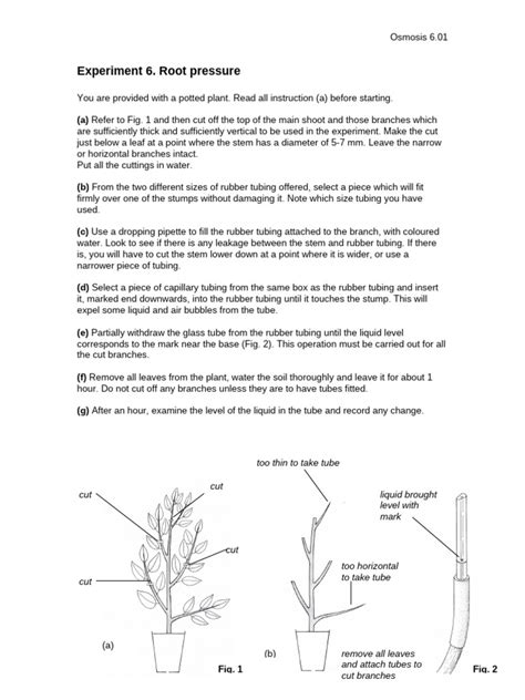 601 Experiment 6 Root Pressure Pdf Leaf Plants