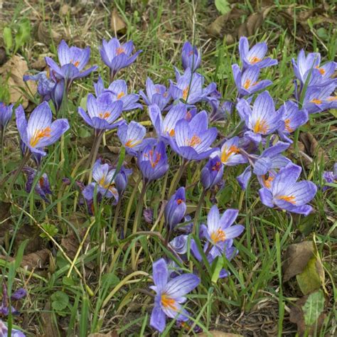 Crocus Speciosus Flores De Otoño En El Jardín O En Macetas El Blog