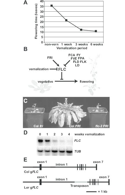 The Role Of Flc In Vernalization Requirement And Response A A