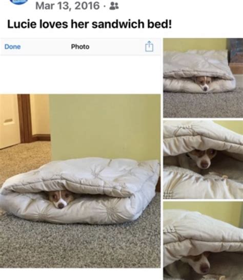 Pin By Slam The Gavel Podcast On Lucie Our Chi Bed Home Sheets