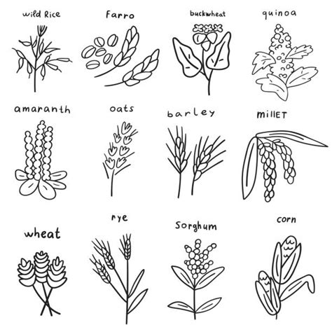 220 Milo Backgrounds Stock Illustrations Royalty Free Vector Graphics And Clip Art Istock