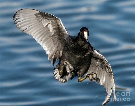 Coots Dsc00101 10 24 20 Photograph By Tom Sergio Fine Art America