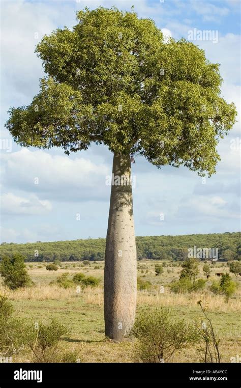 Boab And Bottle Tree At Brittany Elrod Blog