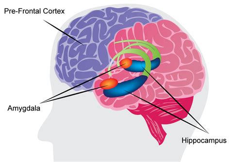 Executive Brain Function