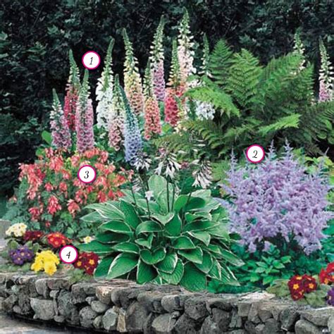 Shade Plants Perennials Garden Plant