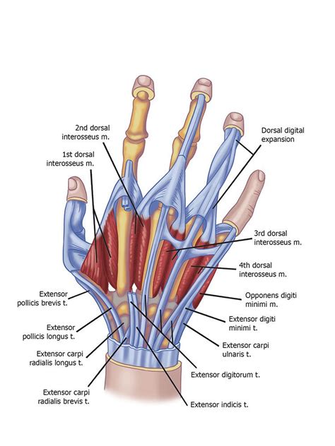 Trigger Point Therapy Treating The Iliopsoas Group Artofit