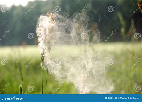 Grass And Blossom Dust Stock Image Image Of Drops Crop 5304655