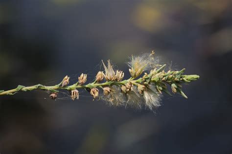 Myricaria Laxiflora Picturethis