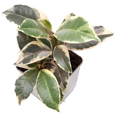 Ficus Elastica Variegata Pot L Aquasabi Aquascaping Shop