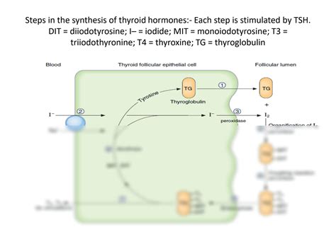 Solution Hyperthyroidism And Acute Management Of Thyroid Storm Copy