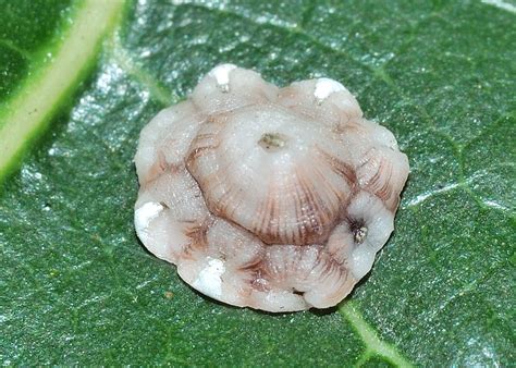 Fig Wax Scale Ceroplastes Rusci