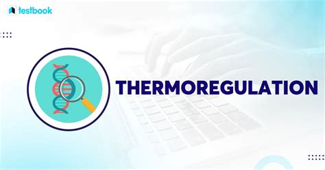 Thermoregulation Understanding Body Temperature Regulation