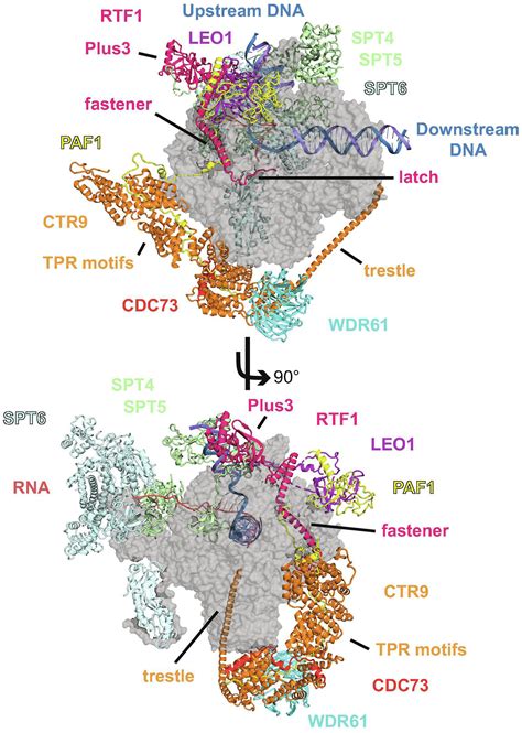 The Paf1 Complex A Keystone Of Nuclear Regulation Operating At The