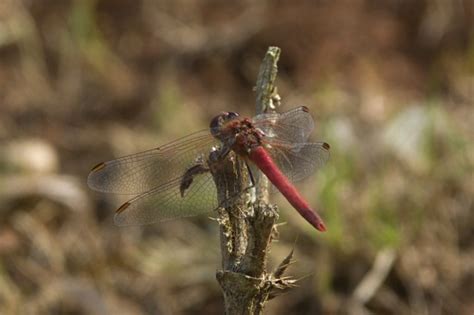 Dragonflies And Damselflies Naturespot