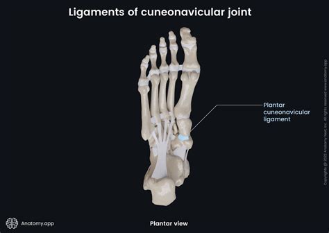 Cuneonavicular Joint Anatomy App
