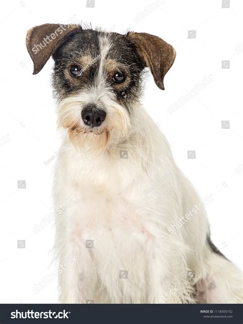 Black Wire Haired Terrier Mix