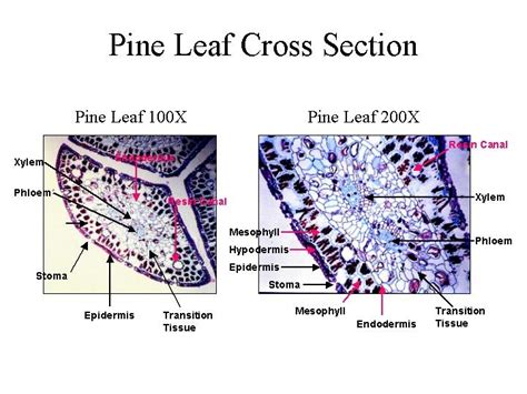 Pinus Leaf Cross Section Labeled
