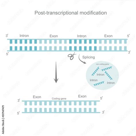 The Post Transcription Modification Process That Picture Represent