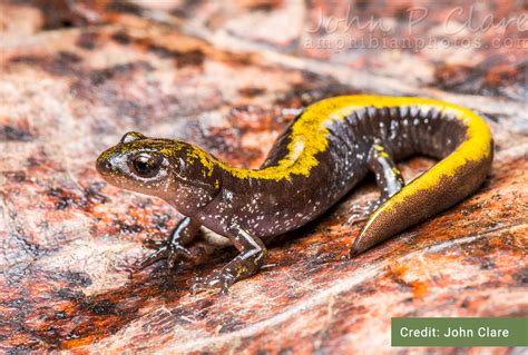 Long Toed Salamander B C Reptiles And Amphibians