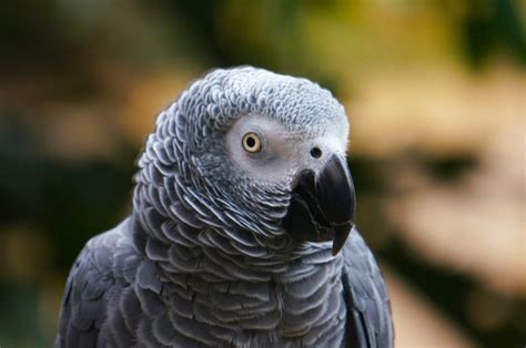 African Grey Parrot Care Guide Allotherpets