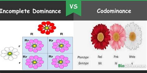What Is The Difference Between Incomplete Dominance And Multiple Alleles Free Printable Worksheet