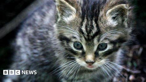 Six Scottish Wildcat Conservation Areas Identified Bbc News