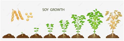 Growth Rate Of Soybeans At Benjamin Whitley Blog