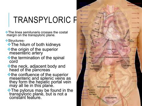 Abdomen Surfacemarkingandradiology 210312105639 2pdf
