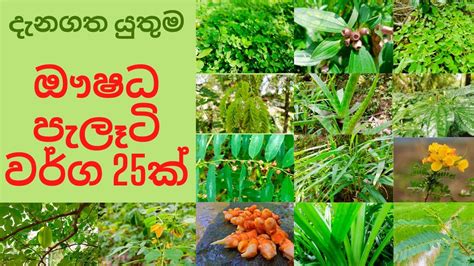 ශ්‍රී ලංකාවේ දුර්ලභ පැළෑටි හා හඳුනා ගමු ඖෂධ පැලෑටි වර්ග 25ක් දේශීය හෙළ