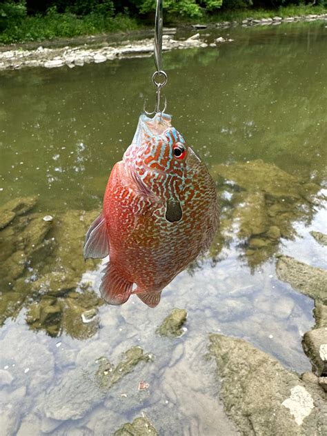 Sunfish Rfishing
