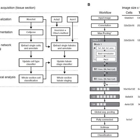 Overview Of Satinn A Image Processing Workflow Raw Images Are Download Scientific Diagram