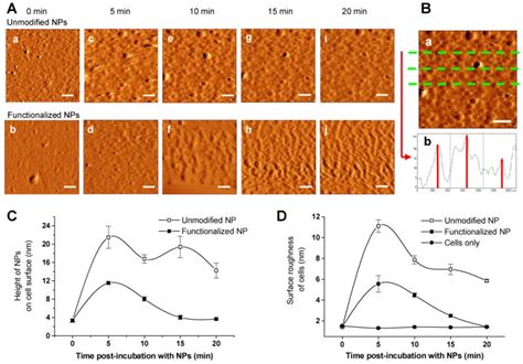 Quantification Of The Force Of Nanoparticle Cell Membrane Interactions