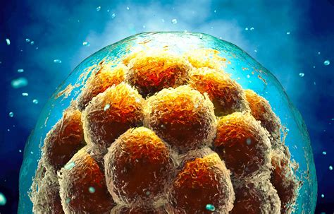 New Tech Tracks How Your Cells Know Which Body Parts To Build