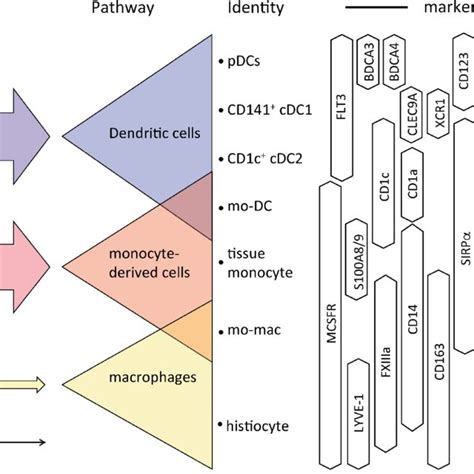 Summary Of Human Dc Monocyte And Macrophage Origins In Relation To