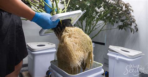Outdoor Hydroponic Weed Grow Hydroponic Cannabis A Guide On