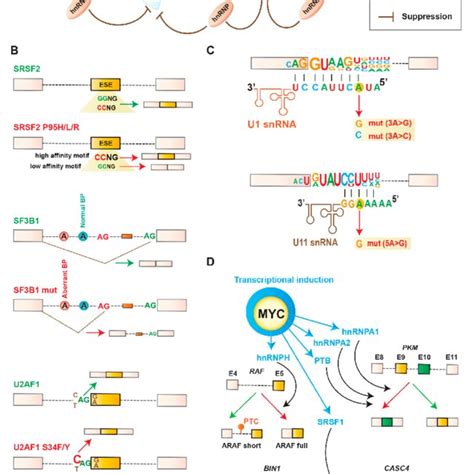 Morphologic Features Of Representative Patients With Mutations In Download Scientific Diagram
