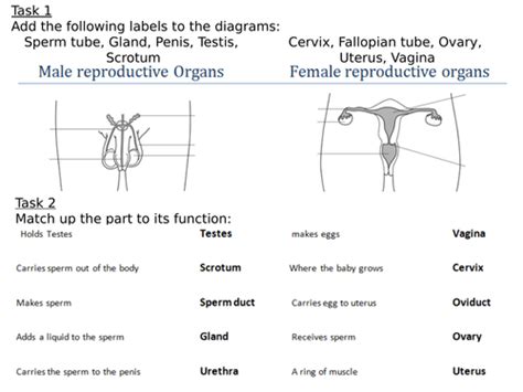 Ks3 Biology Reproduction And Reproductive Systems Lesson Presentation