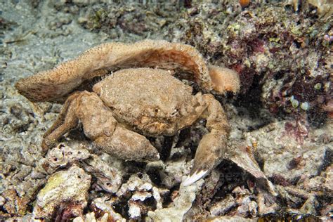Un Détail De Tête De Bernard Lermite Coloré 12553922 Photo De Stock