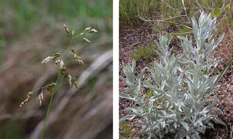 Native Plants To Know Thimbleweed Anemone Cylindrica