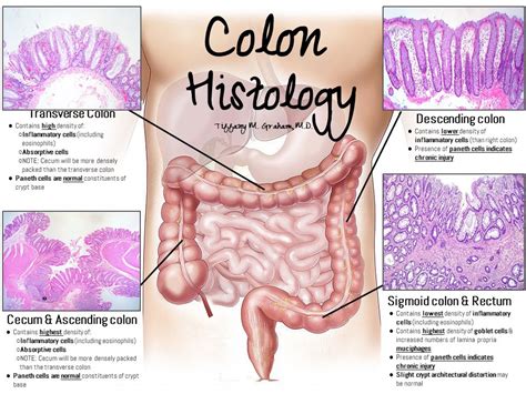 A Histology Tour Of The Gi Tract The Colon Rectum And Anus