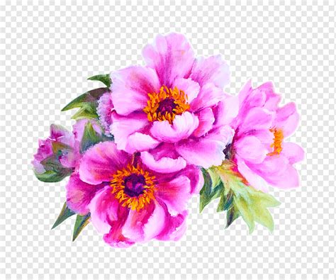 핑크 꽃 일러스트 꽃 모란 일러스트 모란 꽃 수채화 그림 보라색 초본 식물 Png Pngwing