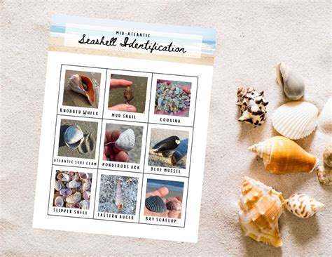 Mid Atlantic Seashell Identification Bundle Sea Shells Seashell