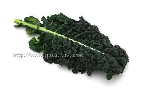 ケールの写真（画像）｜キャベツ