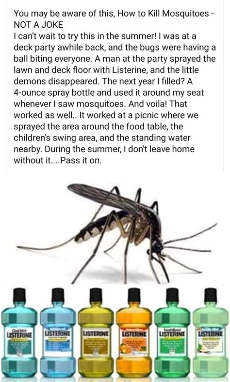 Best 13 How To Get Rid Of Palmetto Bugs Artofit