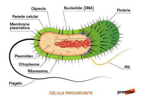 Células Procariontes Celula Procarionte Procariontes Citologia